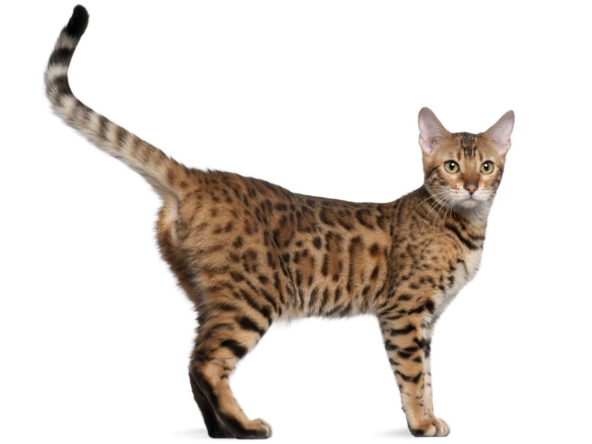 Shop Cats – Yip & Purr® Official Website