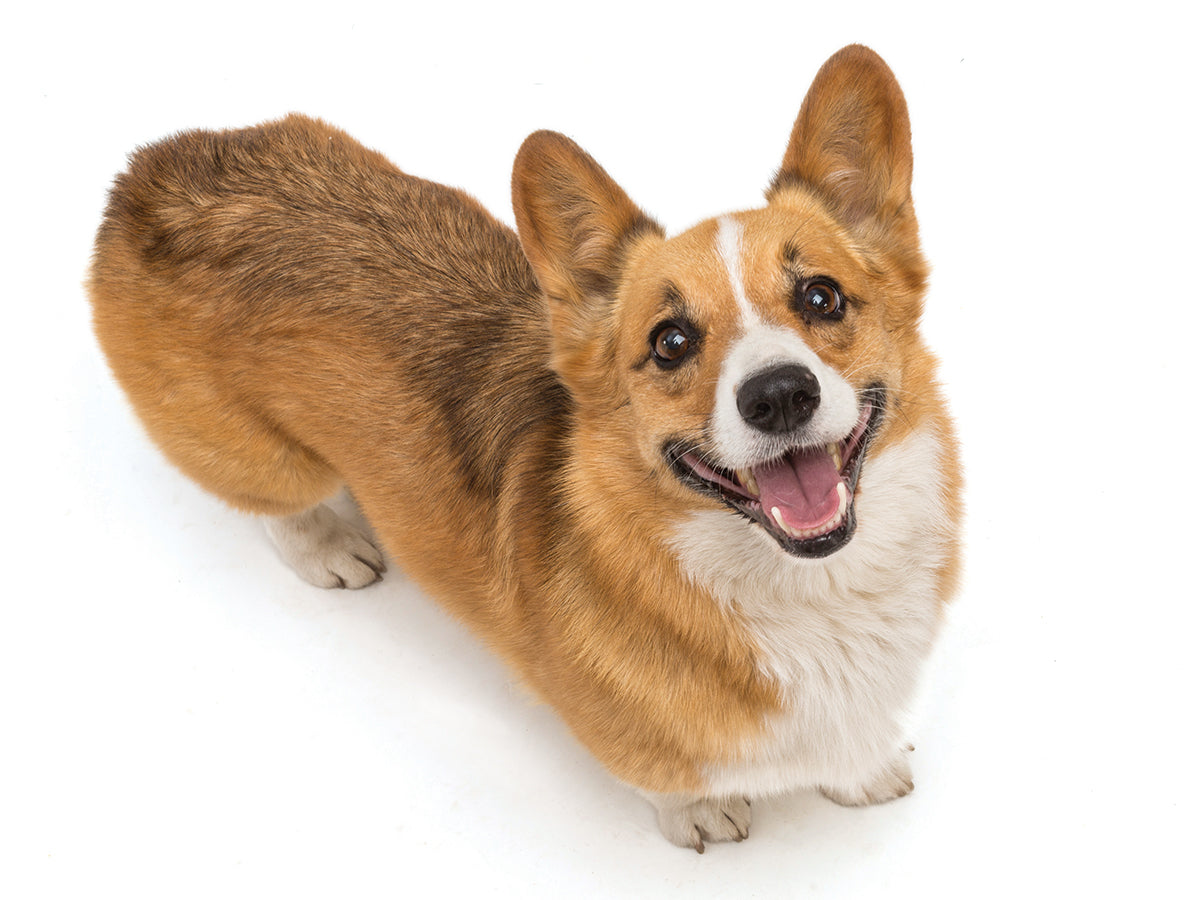 Shop Dogs – Yip & Purr® Official Website